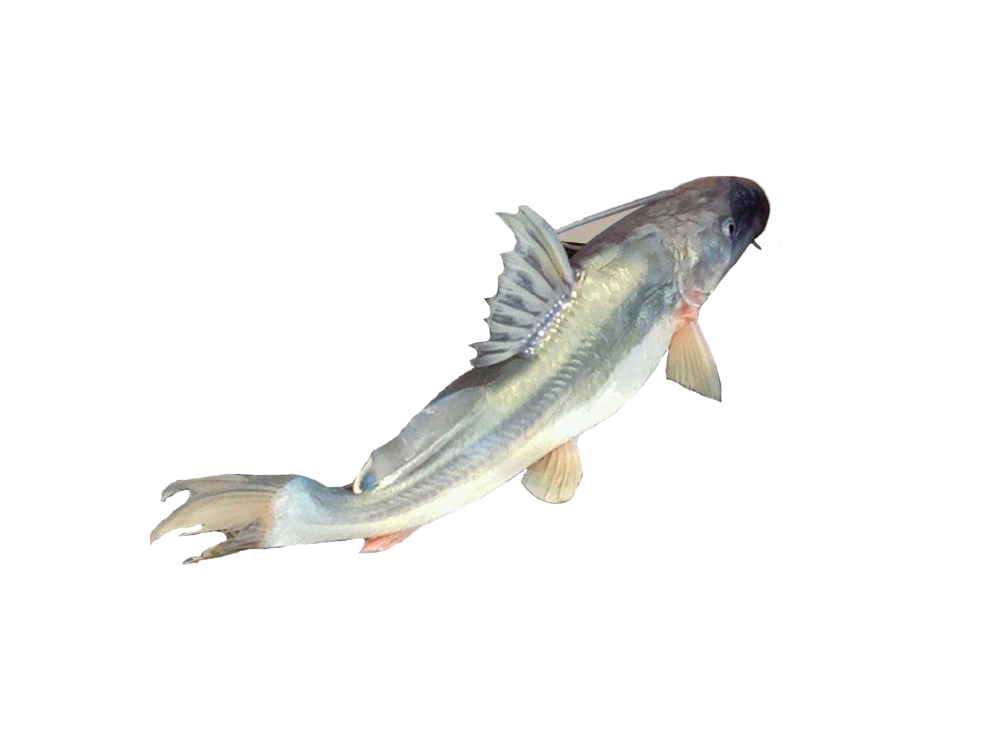 Ayer_Fish – jhumanafoods