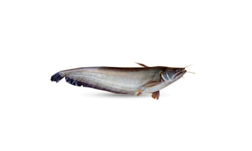 Boal_Fish – jhumanafoods